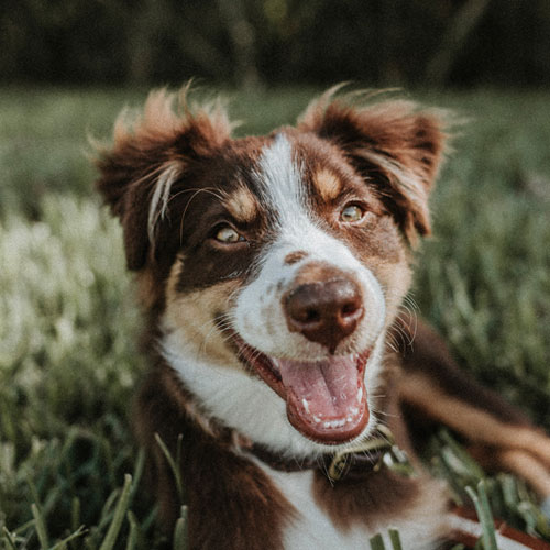 How Much Raw Food To Feed A Dog Bold By Nature How Much Raw Food To Feed A Dog Bold By Nature