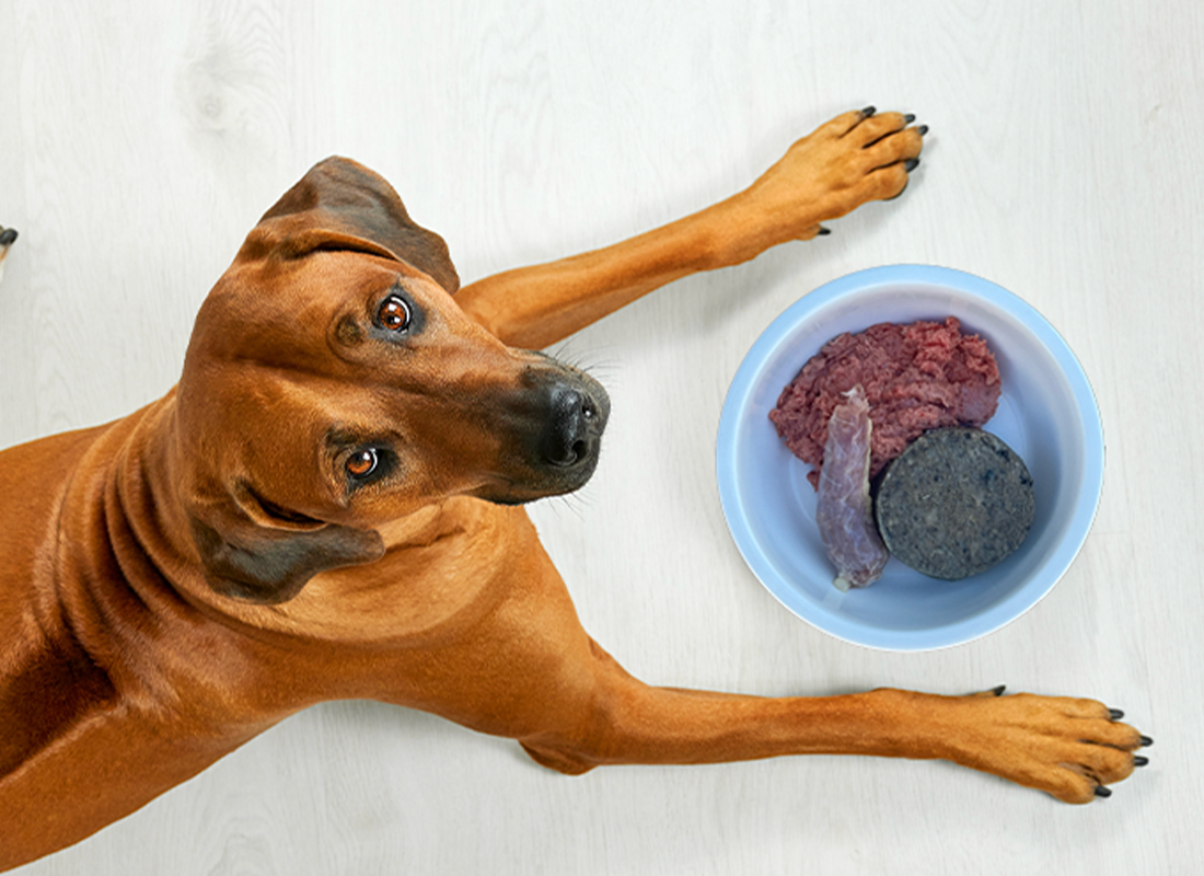 Shop premium Raw Pet Food in Canada | Bold by Nature