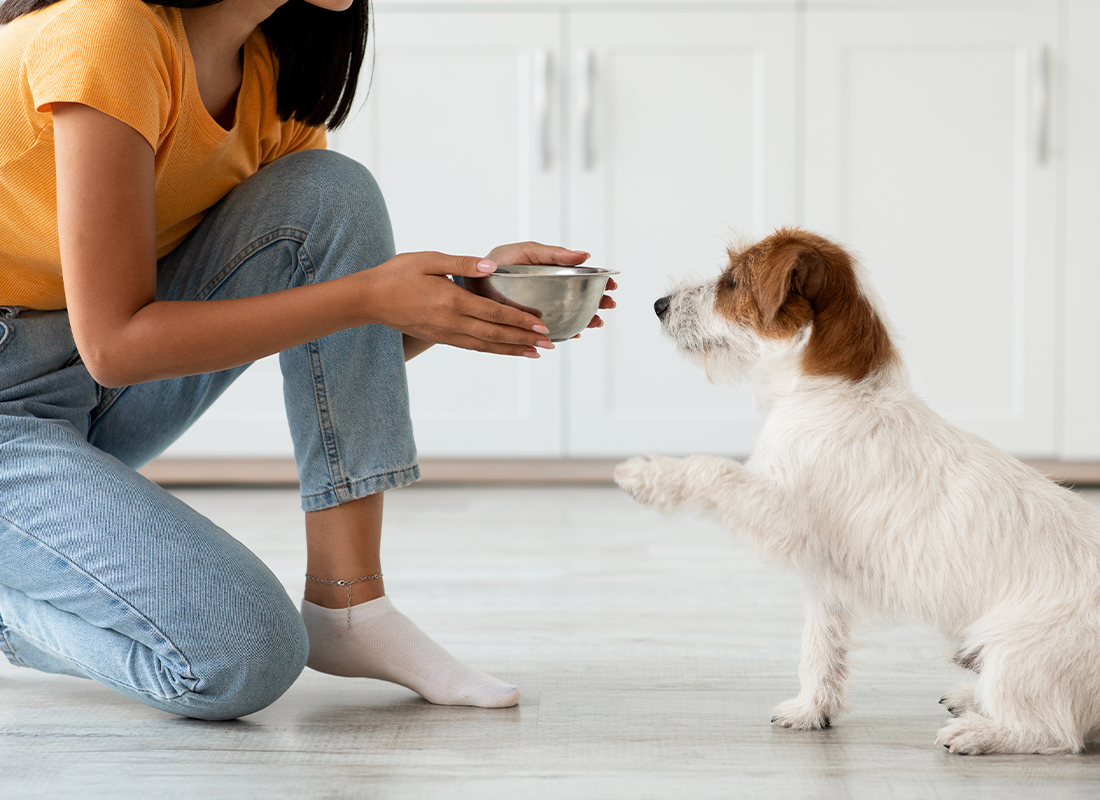Dog Digestive System Explained: How Long Does it Take a Dog to Digest ...