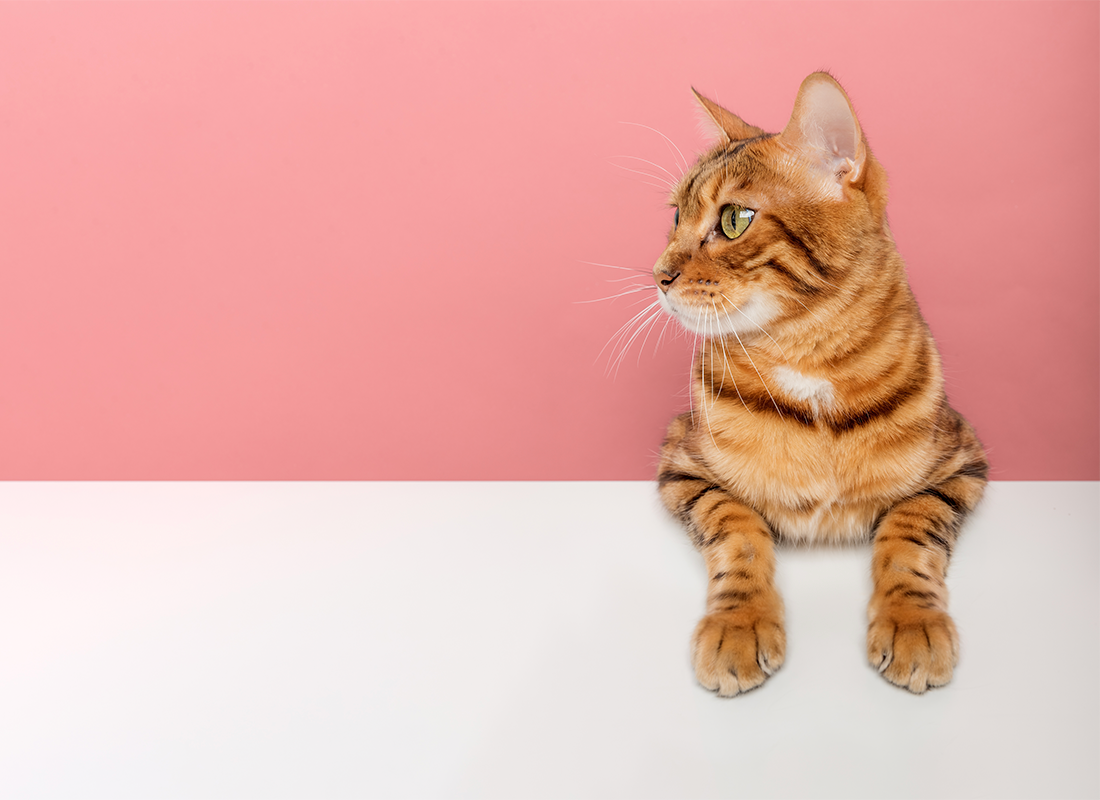 What are the Best Exercises for Cats? - Bold by Nature