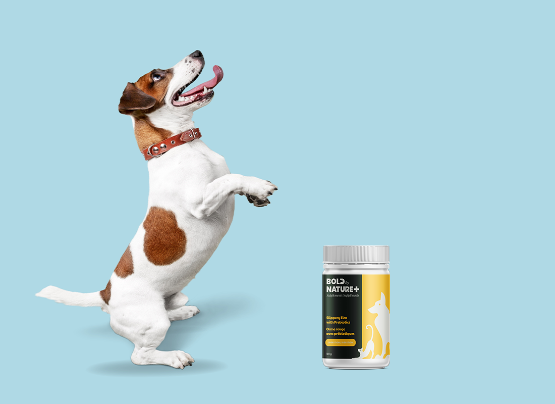 Slippery Elm for Dogs: A Comprehensive Guide - Bold by Nature