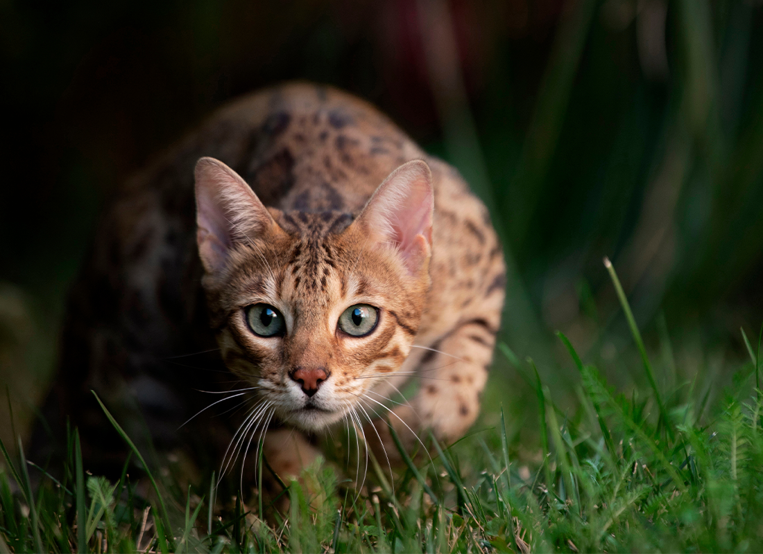 Your Guide to Cat Supplements - Bold by Nature