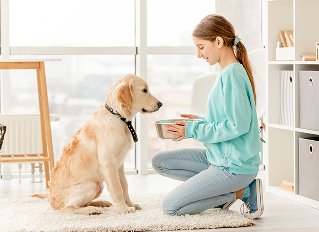 Establishing a dog feeding schedule: How often to feed a dog - Bold by ...