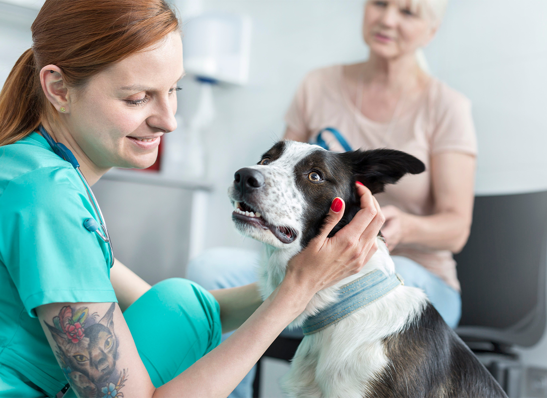 Your Guide to Arthritis in Dogs: Signs, Treatment, Prevention & More ...